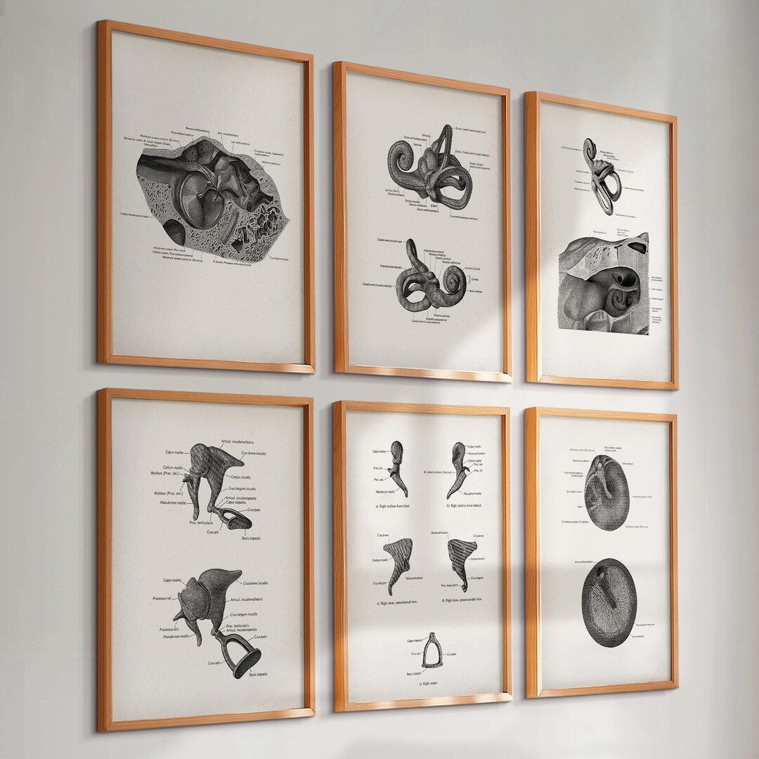 6 Vintage Ear Anatomy Posters Ear Structure Diagram Hearing System ...
