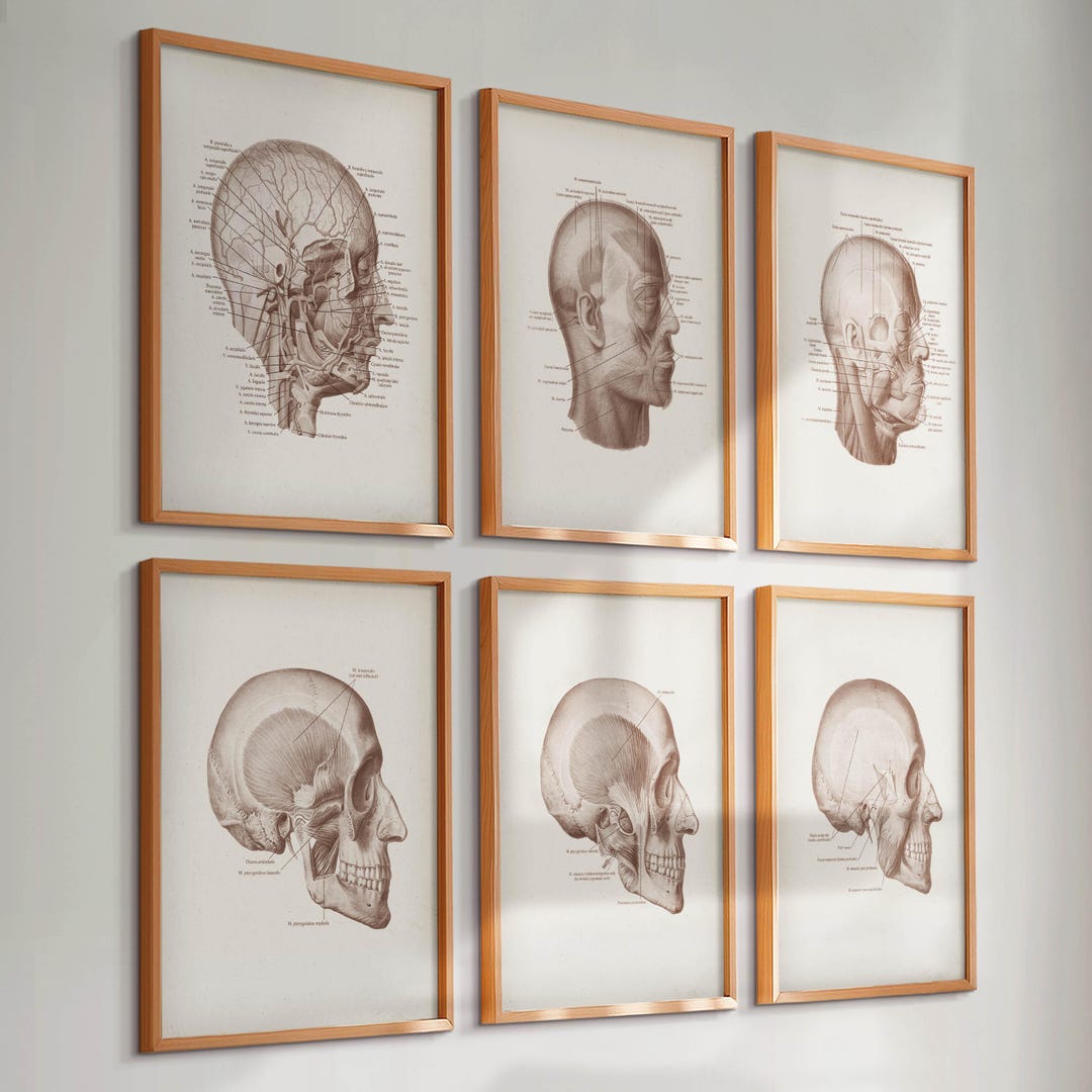 6 Vintage Head Anatomy Art Face Structure Posters Facial Muscles ...