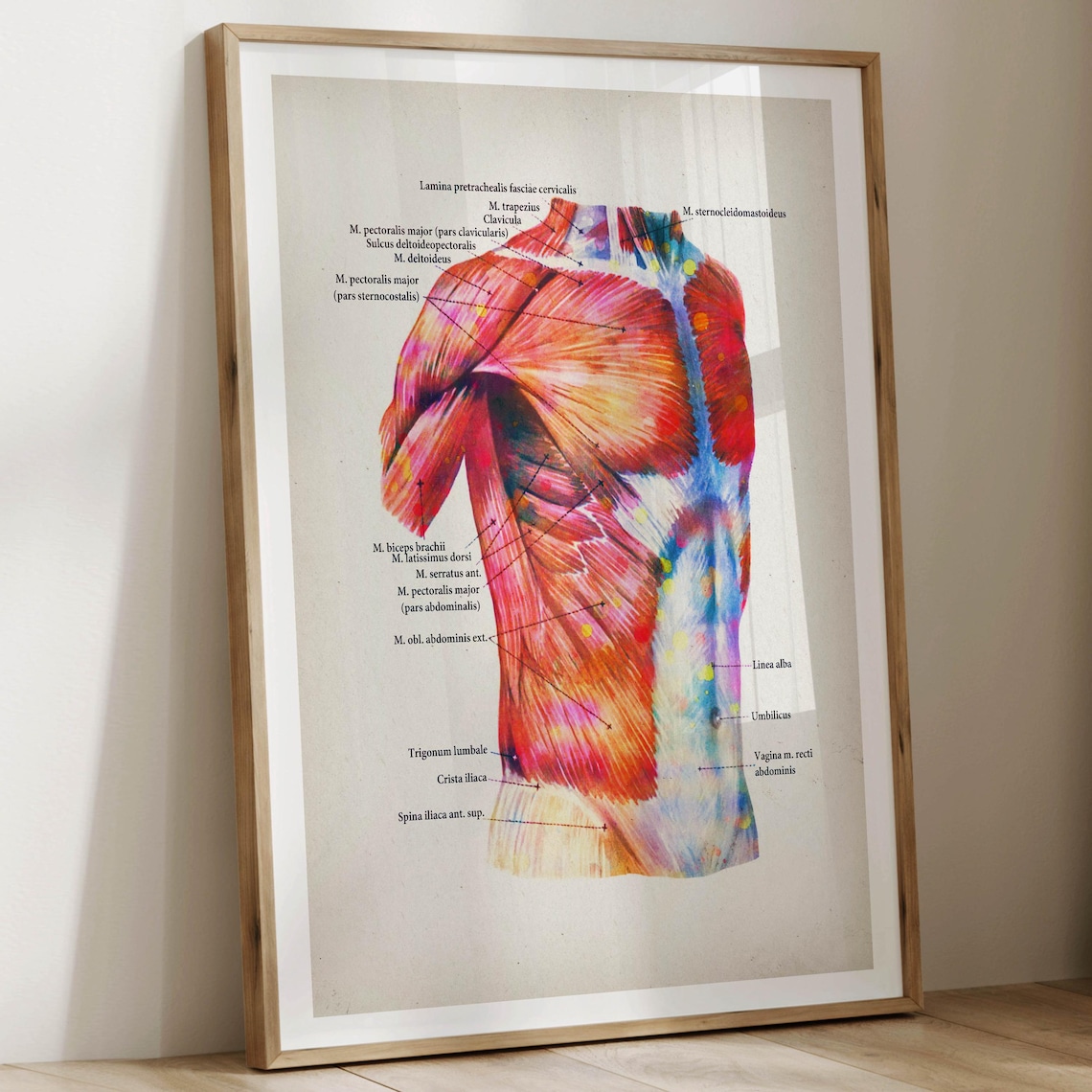 Watercolor Anatomy Poster Set 8 Musculoskeletal System Print Medical ...
