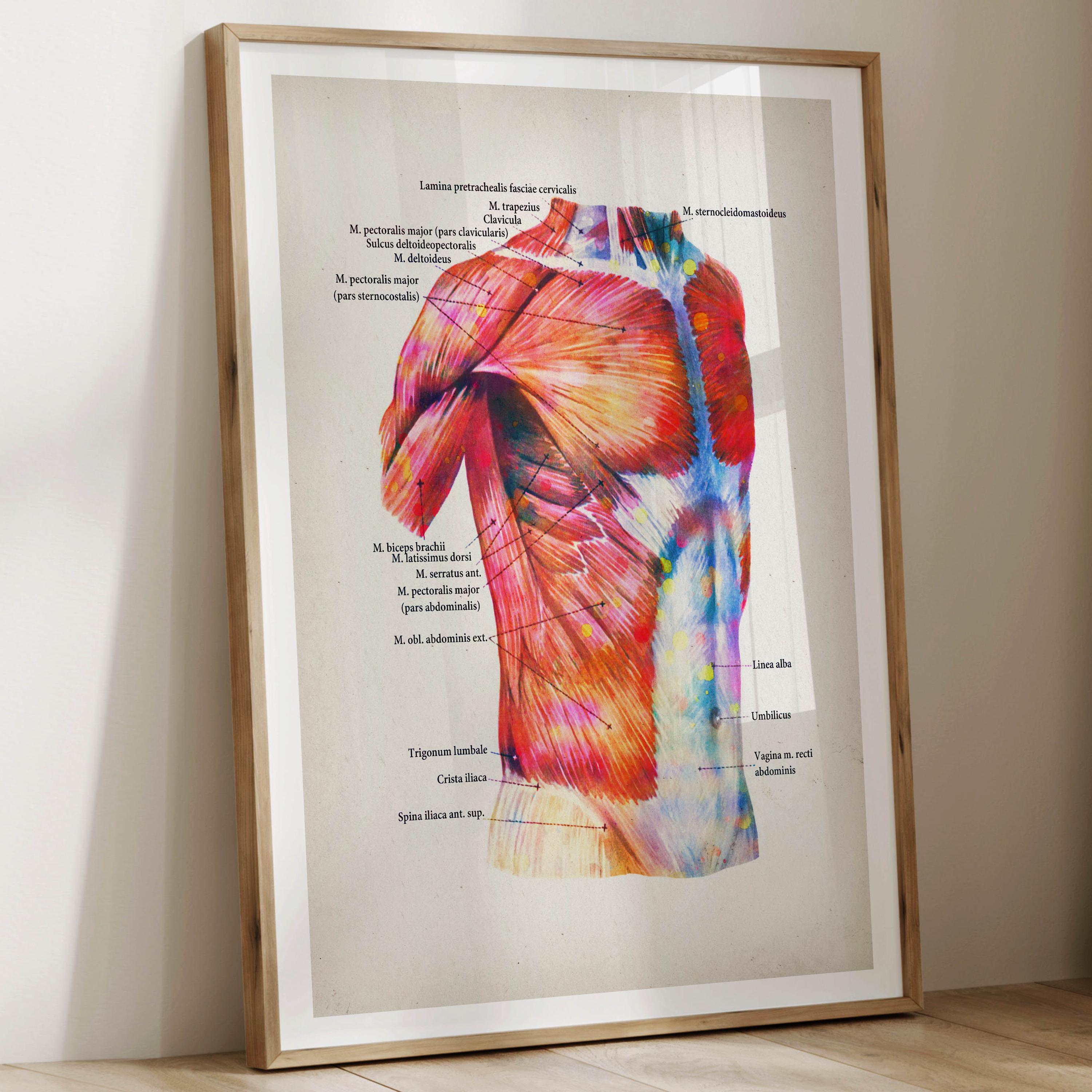 Set 6 Watercolor Anatomy Posters Muscular System Diagram Medical Art ...