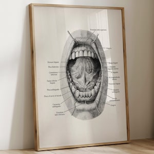 6 Vintage Tooth Anatomy Art, Teeth Numbering Diagram, Dental Art ...