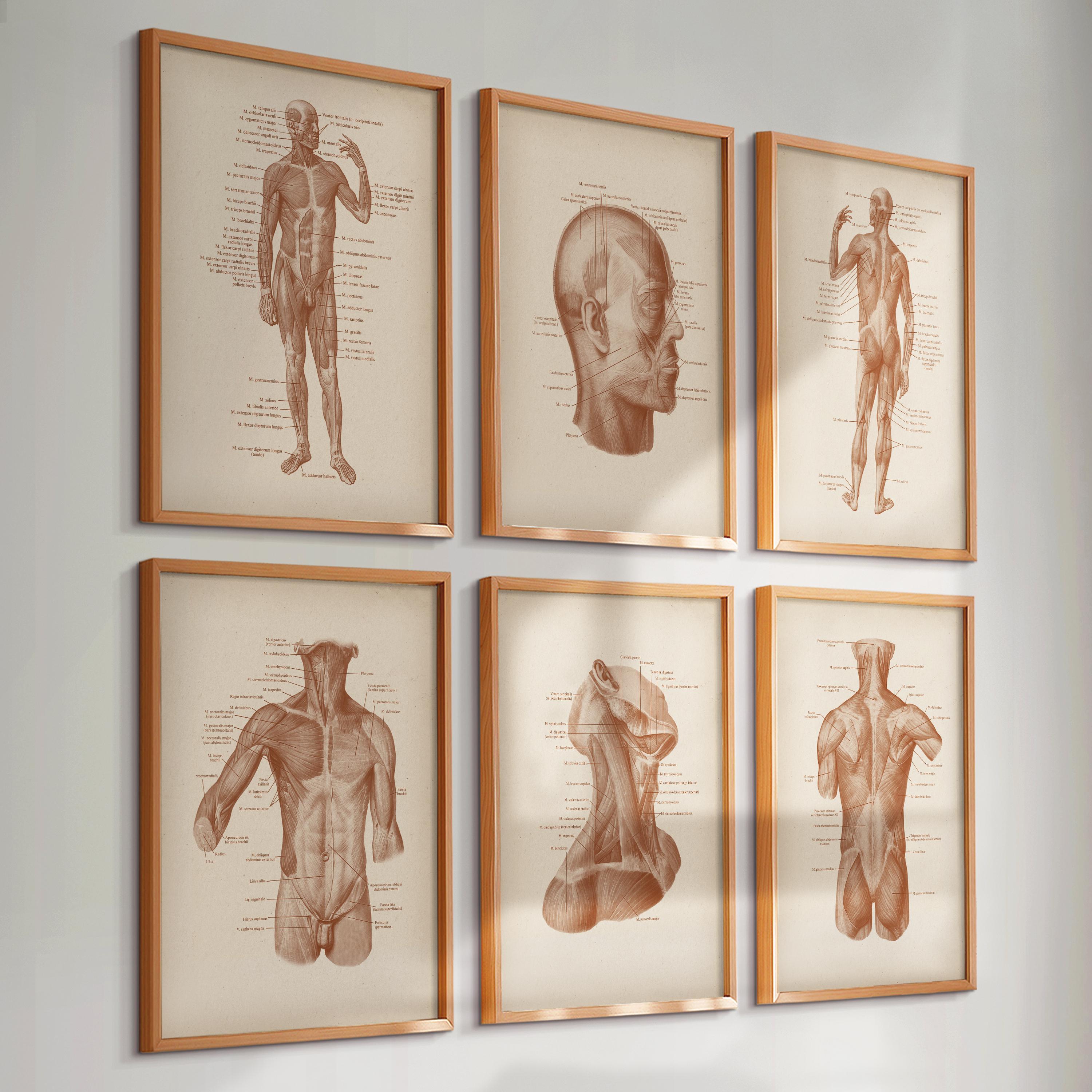 Set 6 Vintage Muscle Anatomy Posters Muscular System Diagram Medical ...