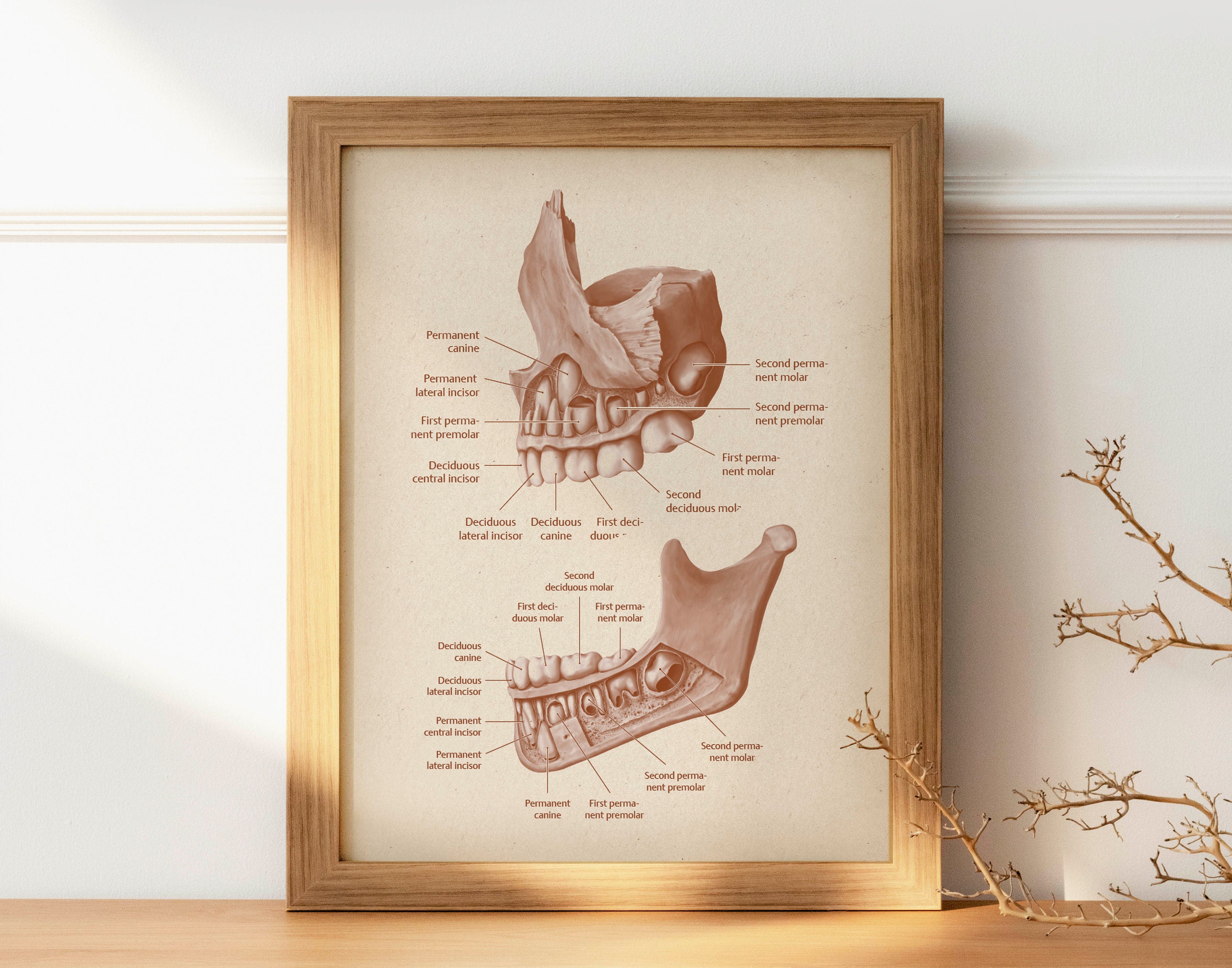 4 Tooth Anatomy Print Dentistry Art Dental Poster Medical Art Dentist ...
