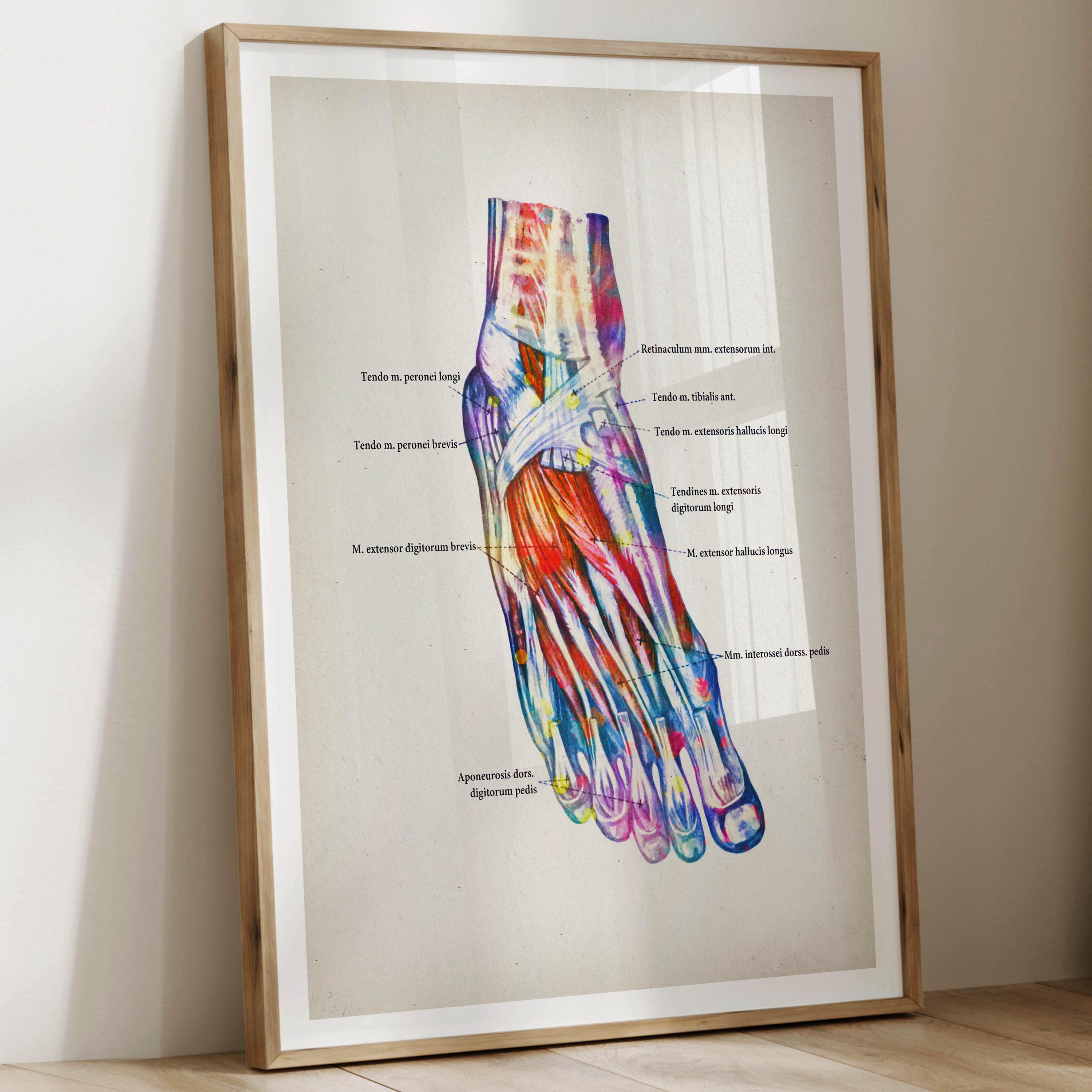 Set 6 Watercolor Anatomy Posters Muscular System Diagram Medical Art ...