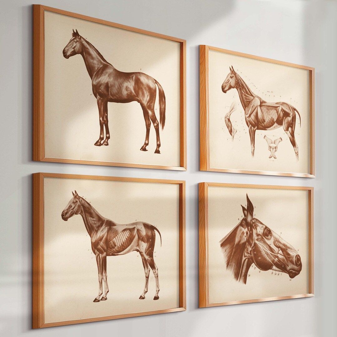 4 Vintage Horse Anatomy Posters, Equine Physiology, Biology Print ...