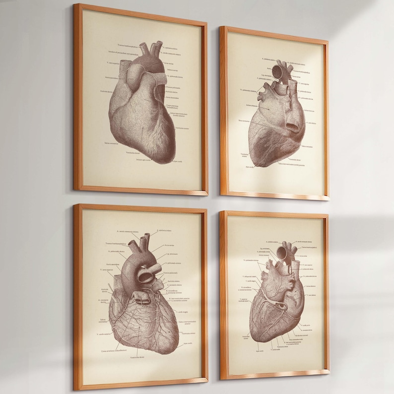 4 Vintage Heart Anatomy Posters Cardiology Art Medical Artwork ...