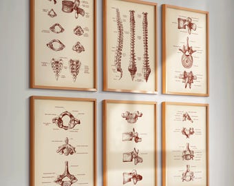 10 Vintage Spine Anatomy Prints, Skeletal System Poster, Orthopedic Art ...