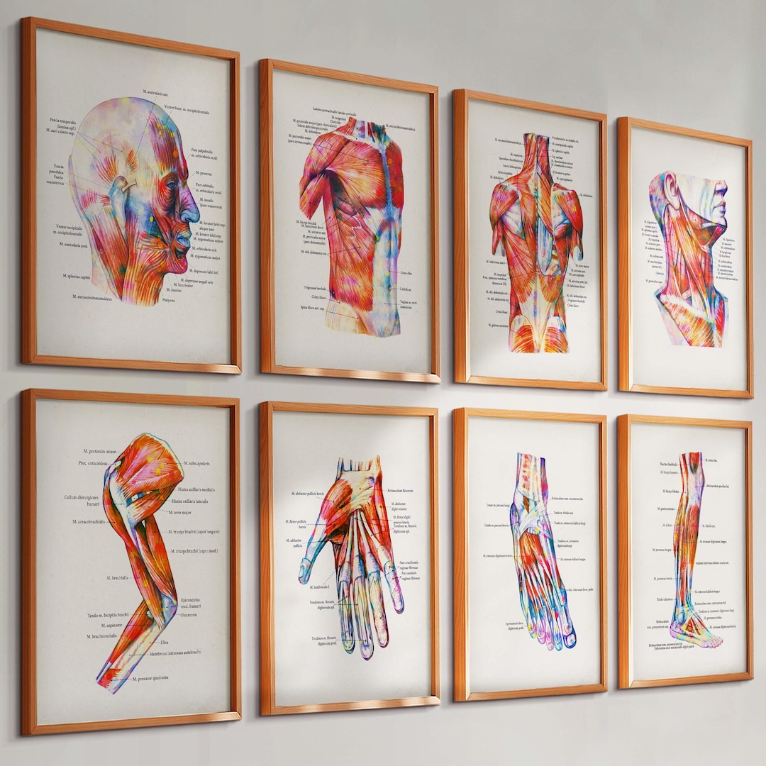 Watercolor Anatomy Poster Set 8 Musculoskeletal System Print Medical ...