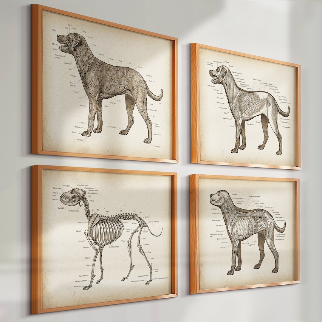 4 Vintage Dog Anatomy Posters, Canine Physiology, Biology Print, Animal ...
