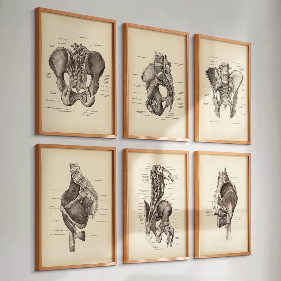 6 Vintage Pelvis Anatomy Art Orthopedic Art Medical Pelvic Muscles Hip ...