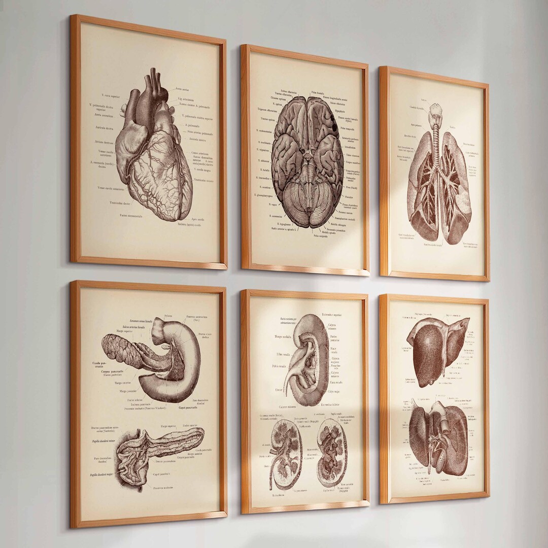 Set 6 Vintage Anatomy Posters Brain Heart Lungs Kidneys Liver Pancreas ...