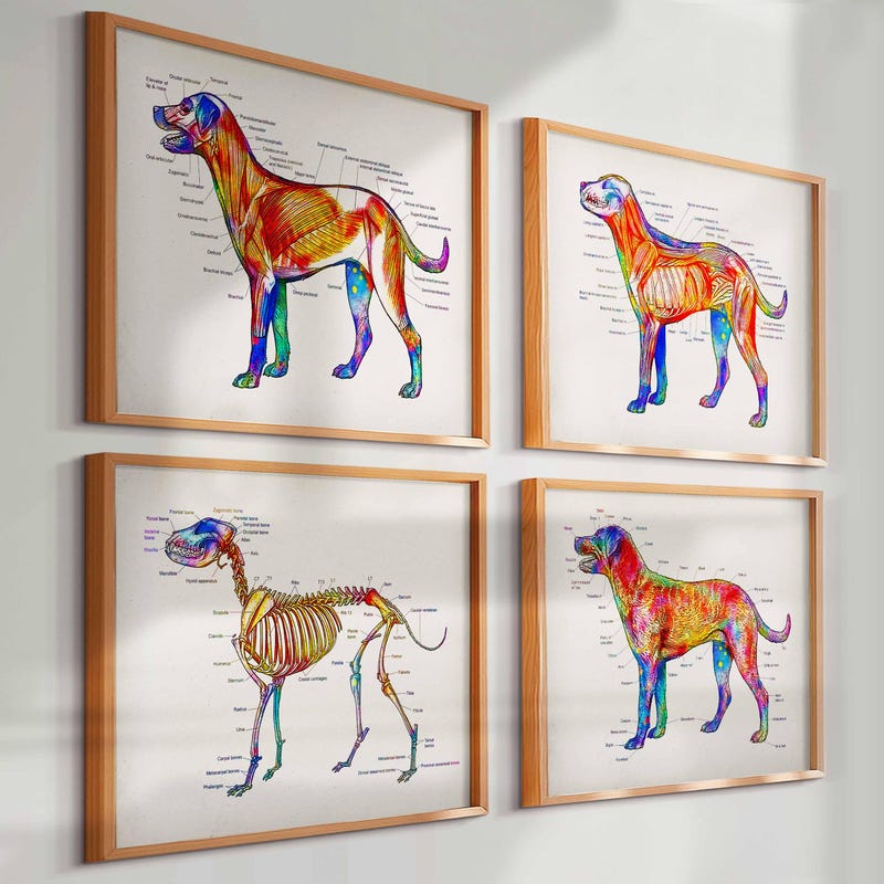Dog Poster Anatomy - Etsy