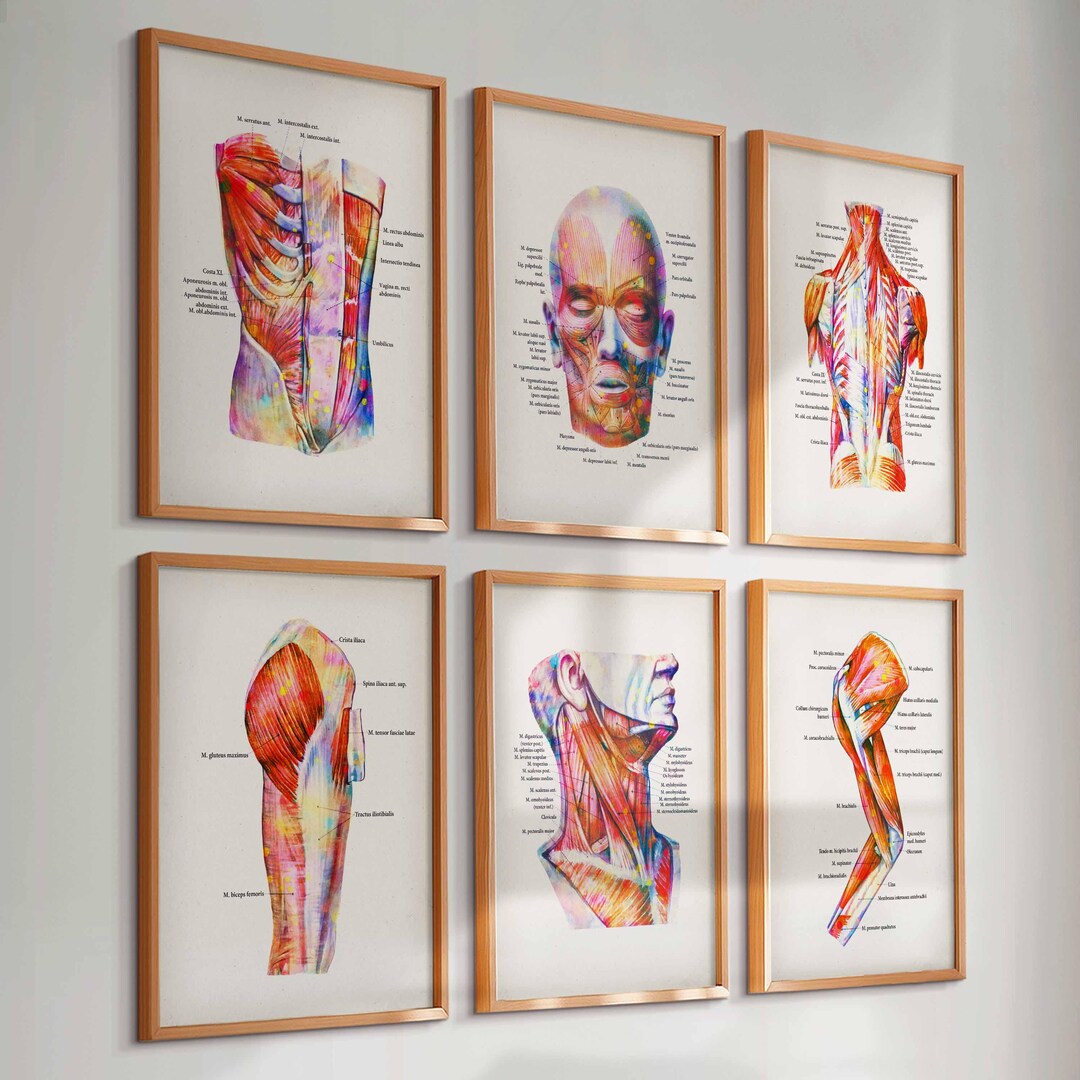 6 Watercolor Anatomy Art Muscular System Print Medical Art Muscles ...