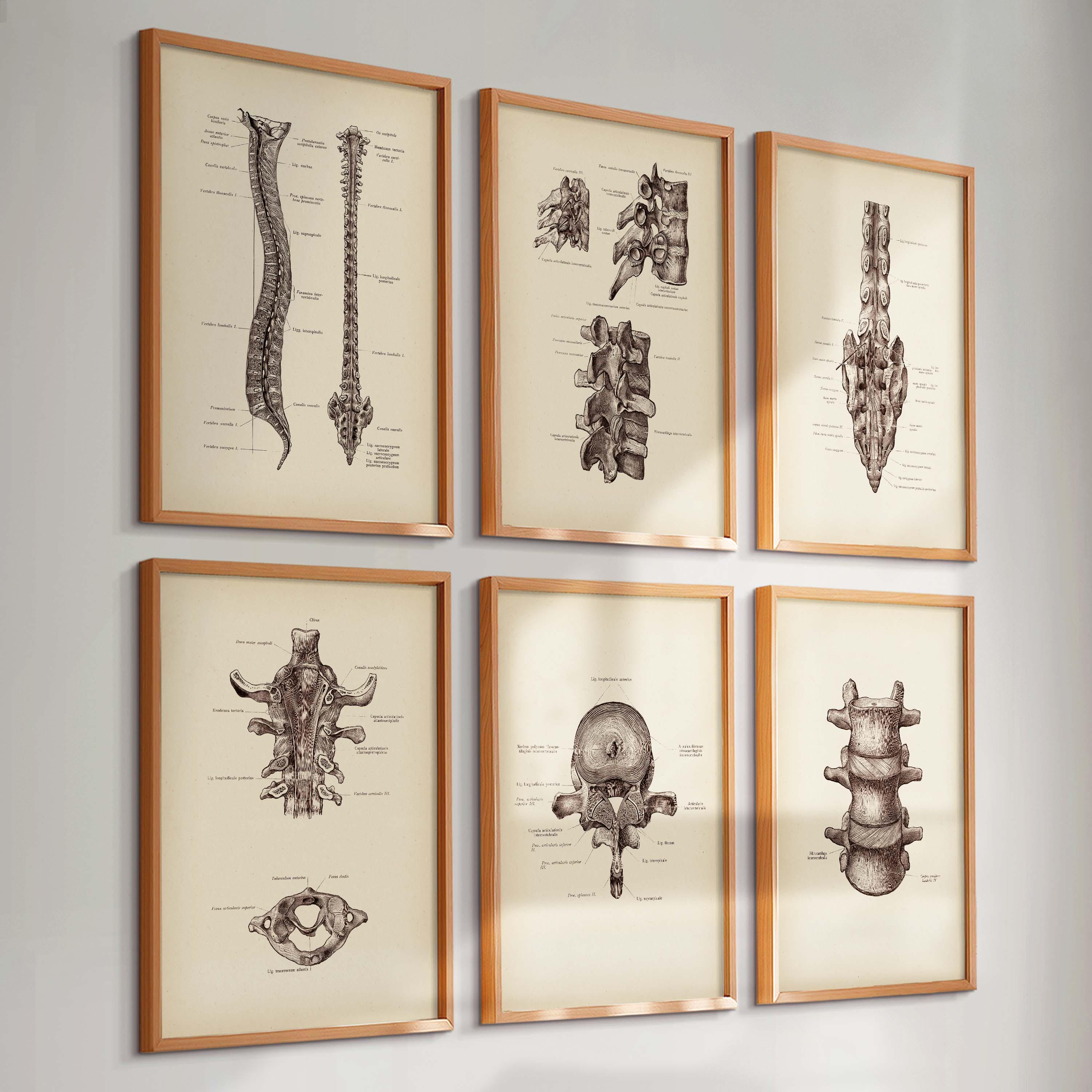 Set 6 Vintage Spine Anatomy Posters Vertebral Column Print Vertebrae ...
