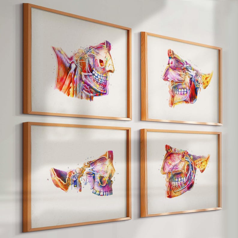 Set 4 Vintage Jaw Anatomy Posters Masticatory Muscles Print Jaw ...