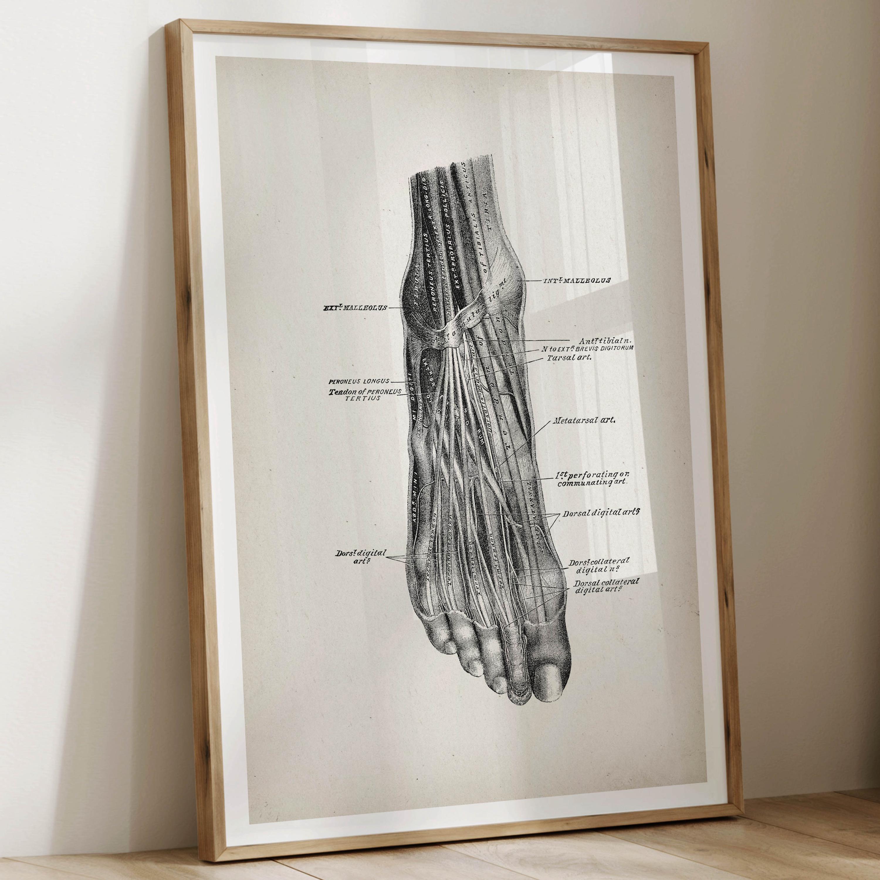 6 Vintage Foot Anatomy Posters Leg Muscles Diagram Medical Art Muscular ...