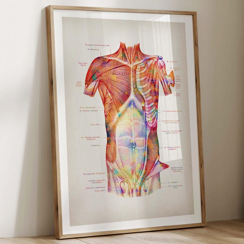 6 Colorful Anatomy Posters Muscular System Diagram Medical Art Muscles ...