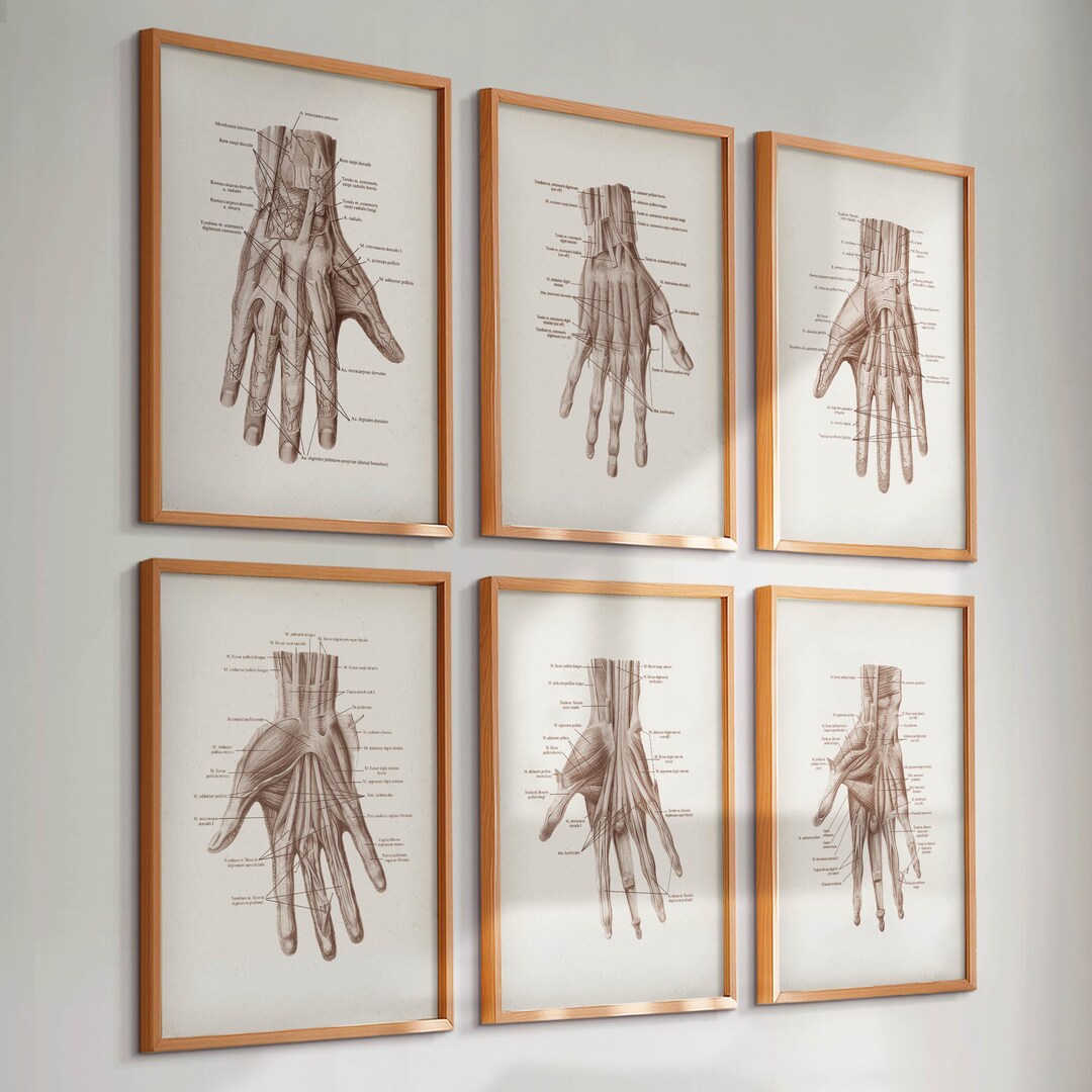 6 Vintage Hand Anatomy Art Palm Structure Posters Wrist Diagram Medical ...