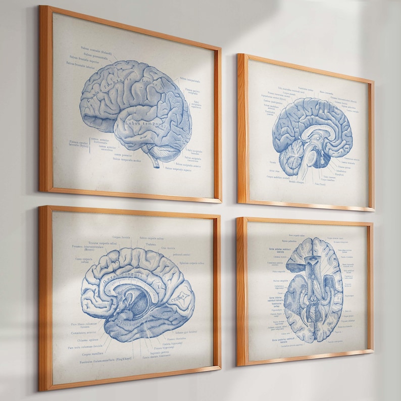 Vintage Brain Anatomy Posters Set of 4 Medical Wall Art Neurology Decor ...