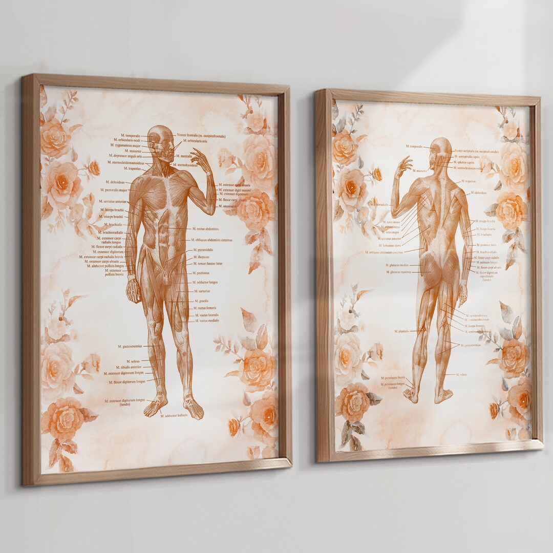 2 Muscular System Anatomy Art Watercolor Medical Art Muscle Diagram ...