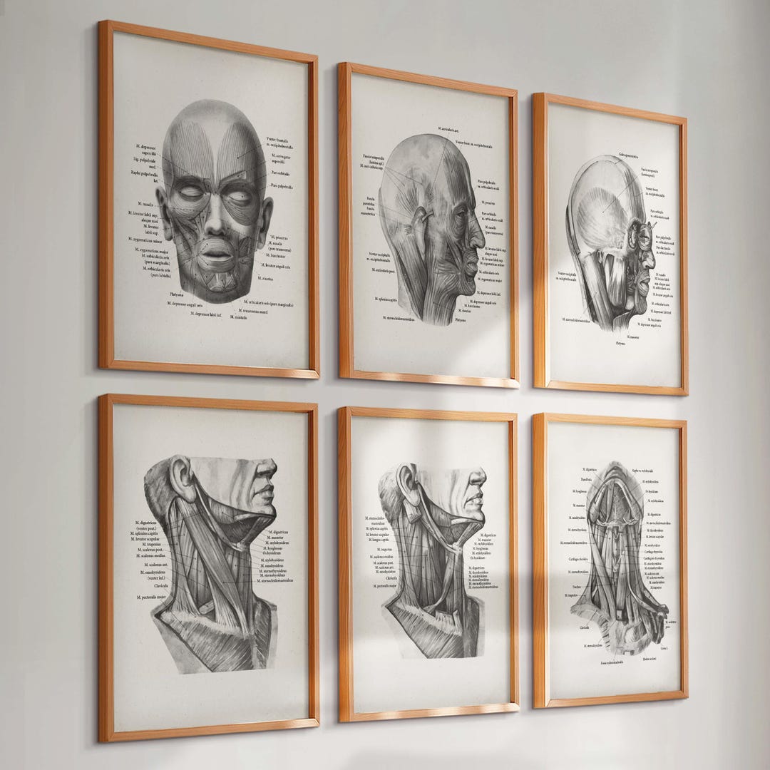 Set 6 Vintage Anatomy Posters Head and Neck Prints Medical Artwork ...