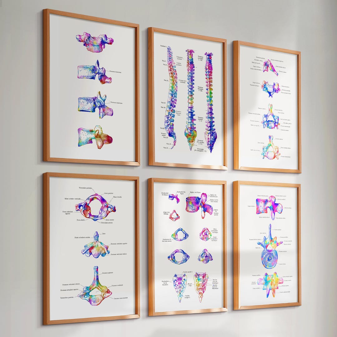 Set 6 Watecolor Spine Anatomy Posters Vertebrae Spinal Diagram ...