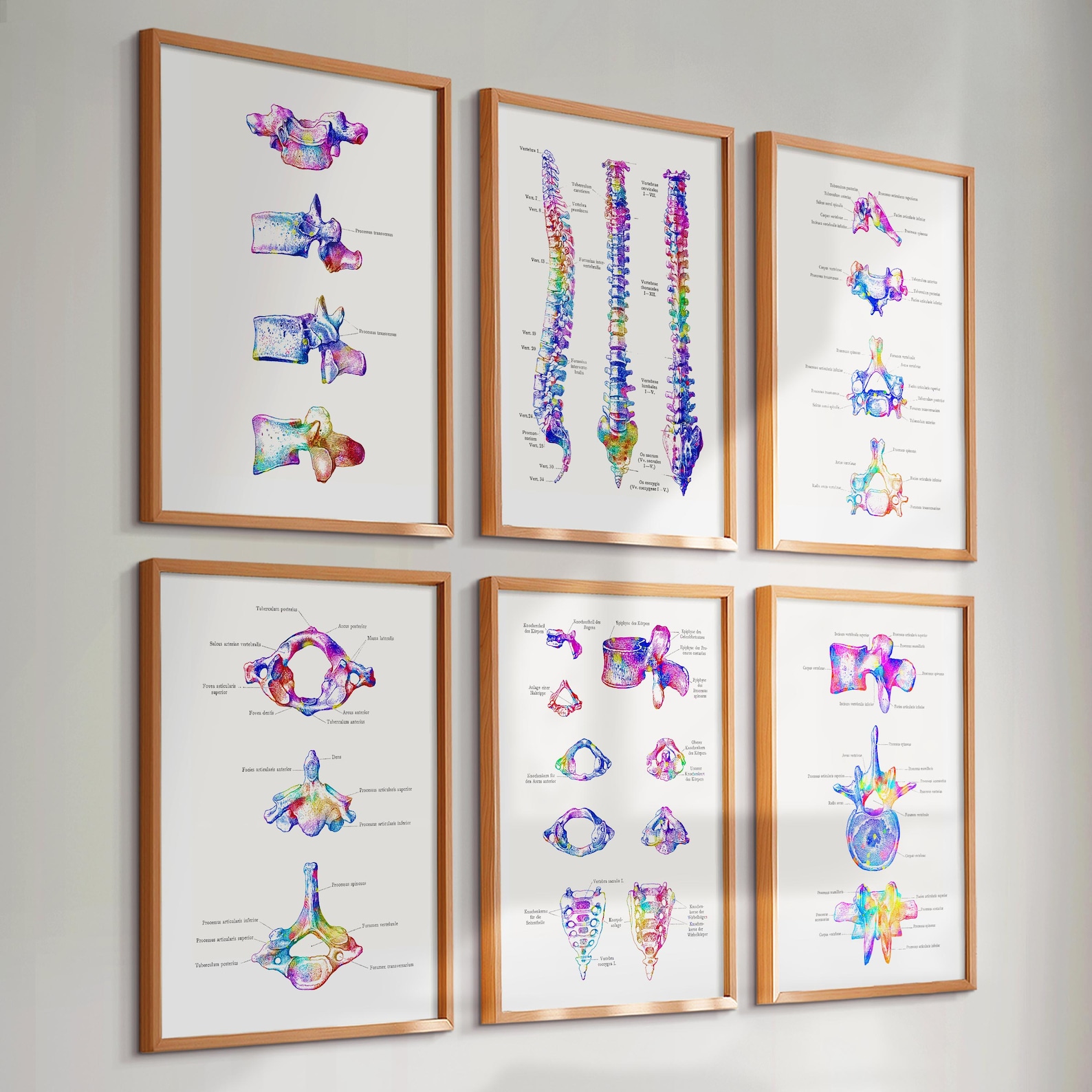 Set 6 Watecolor Spine Anatomy Posters Vertebrae Spinal Diagram ...