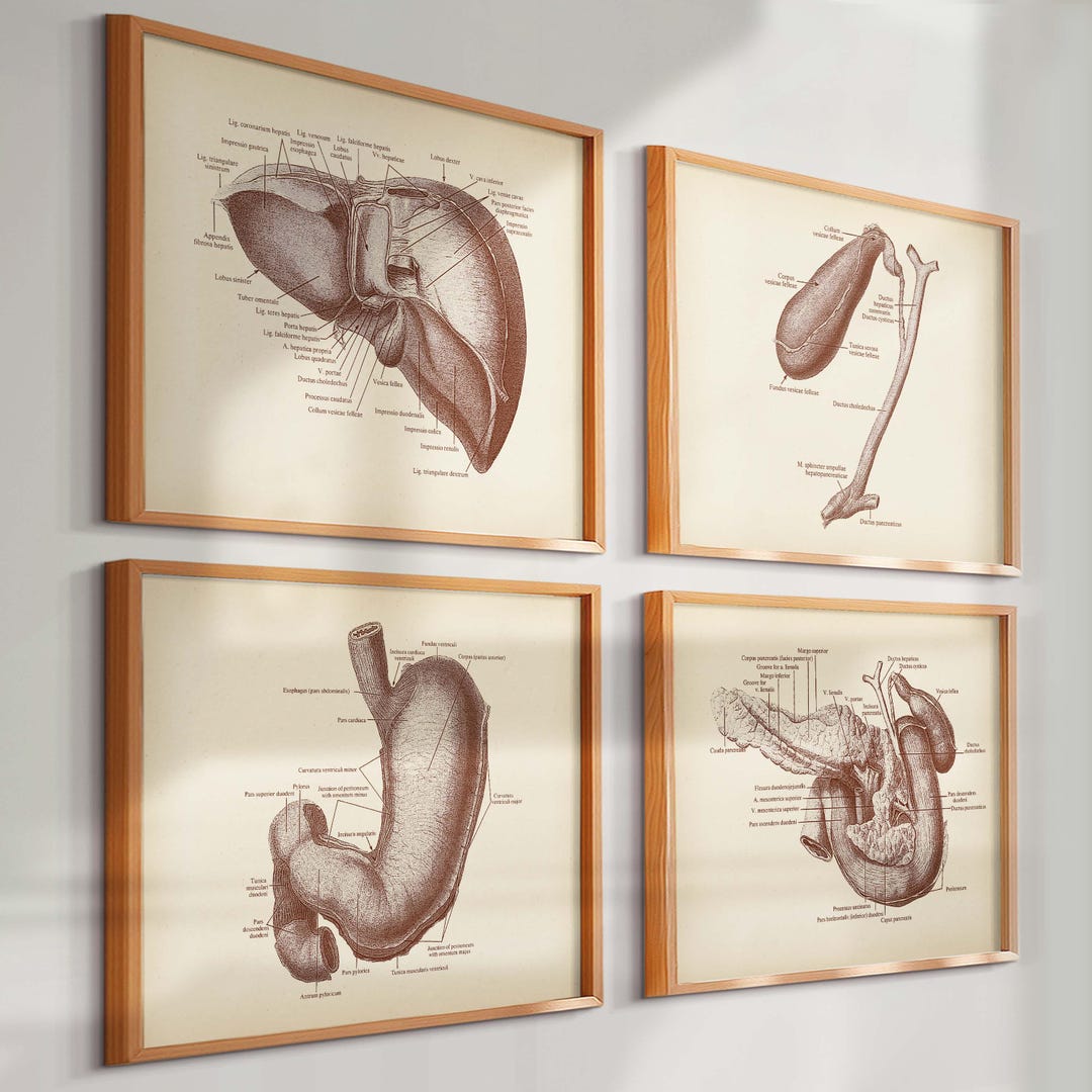 4 Vintage Digestive System Anatomy Posters | Medical Wall Art ...