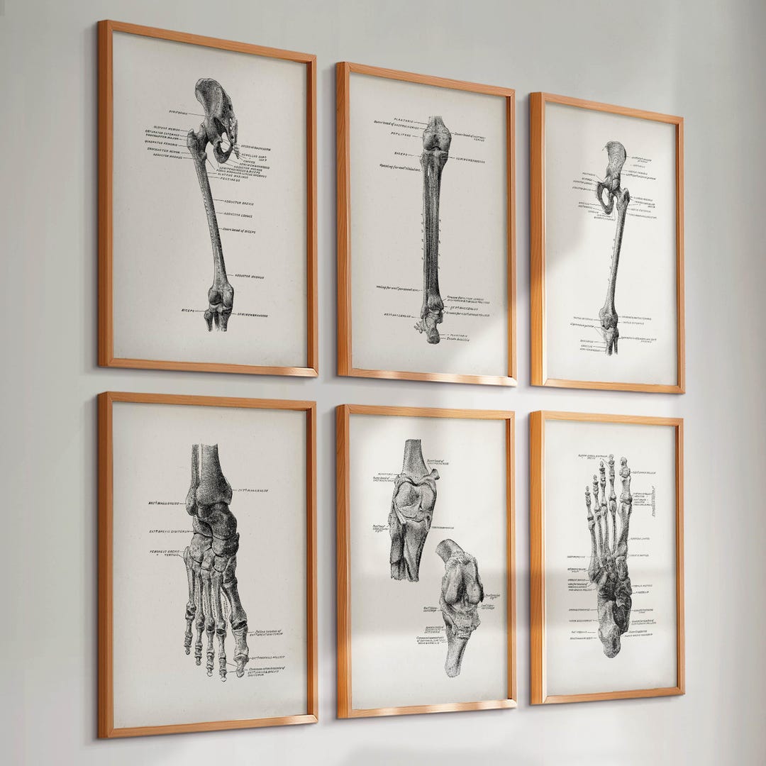 6 Vintage Foot Bones Anatomy Posters Knee Joint Print Sacroiliac Joint ...