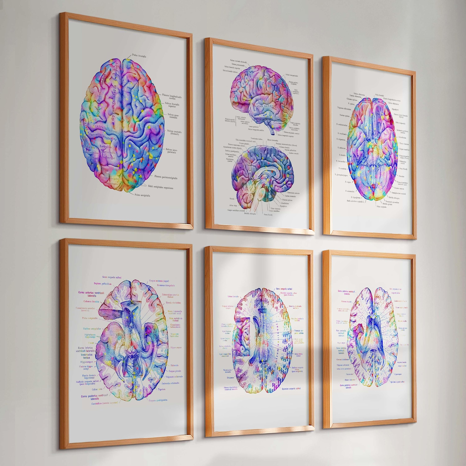 6 Watercolor Brain Anatomy Poster Anatomical Brain Diagram Neurology ...