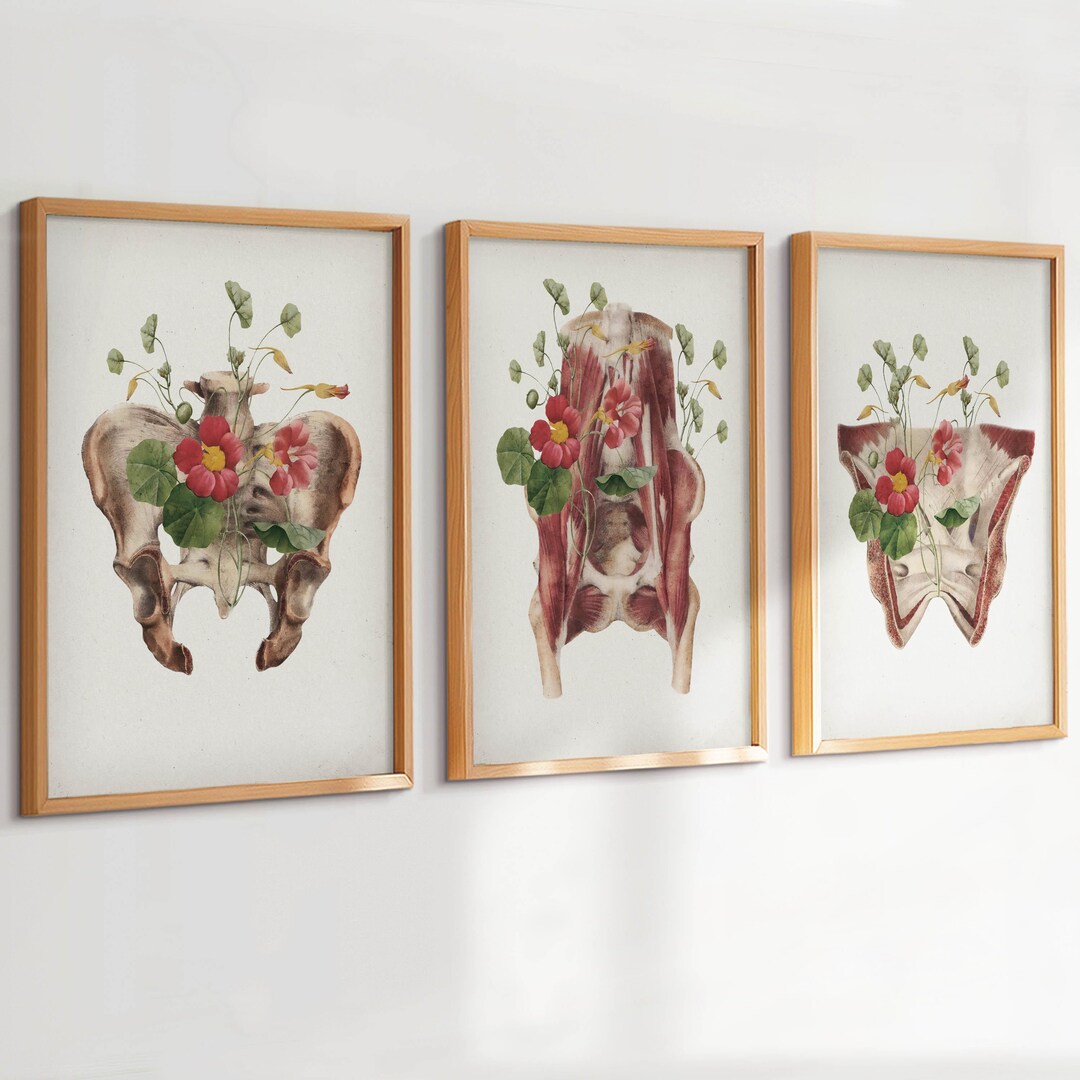 Set 3 Vintage Pelvis Anatomy Art Pelvic Floor Muscles Print Medical Art ...
