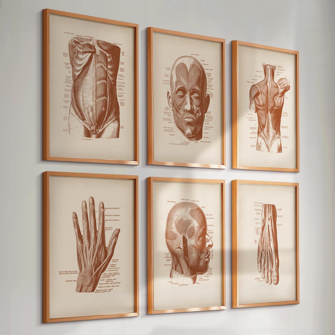 6 Vintage Muscles Anatomy Posters Human Muscular System Medical Art Massage Clinic Wall Decor ...