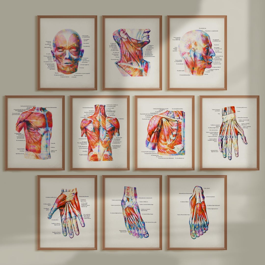 10 Watercolor Muscle Anatomy Posters Medical Artwork Labeled Muscles ...