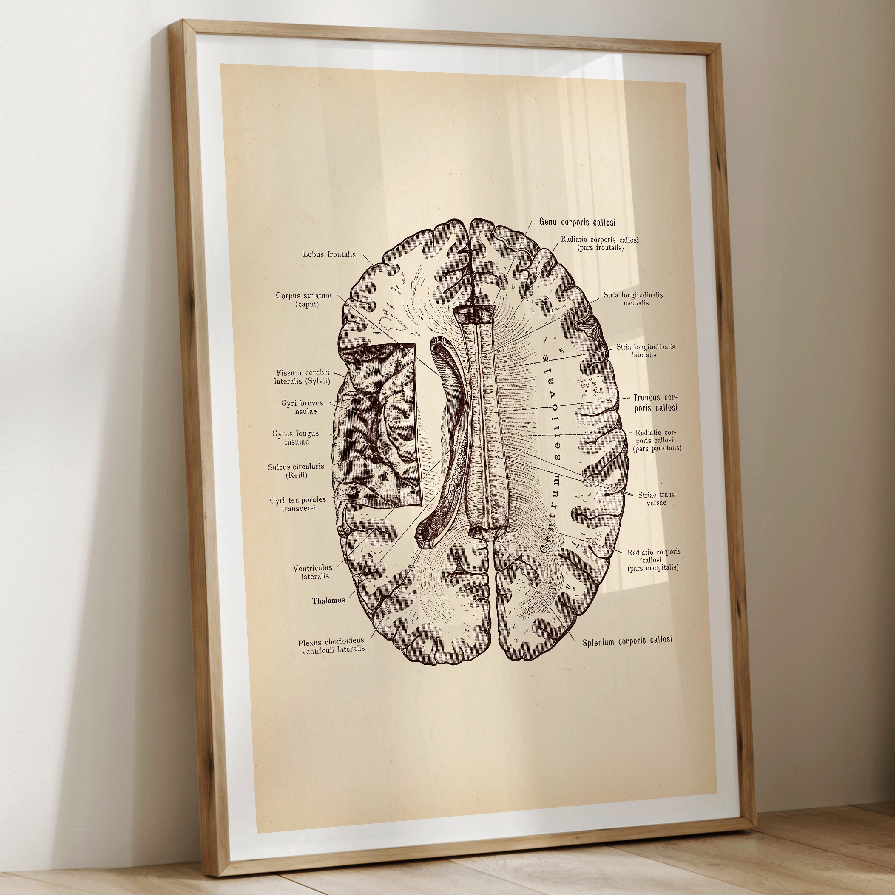 Set 6 Vintage Brain Anatomy Art Neurology Art Medical Art Neurologist ...