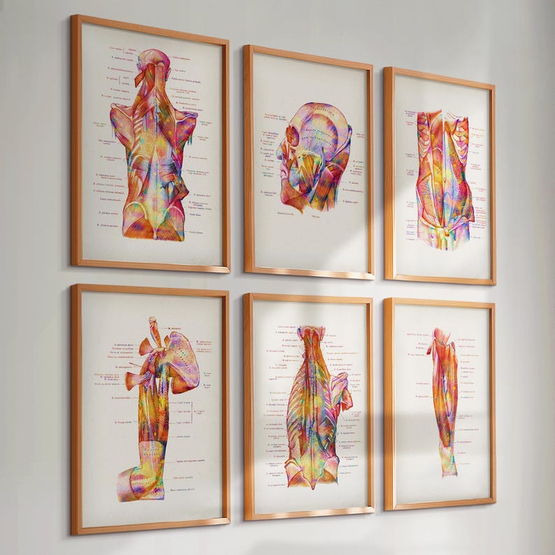6 Watercolor Anatomy Posters Muscular System Chart Medical Art Human ...
