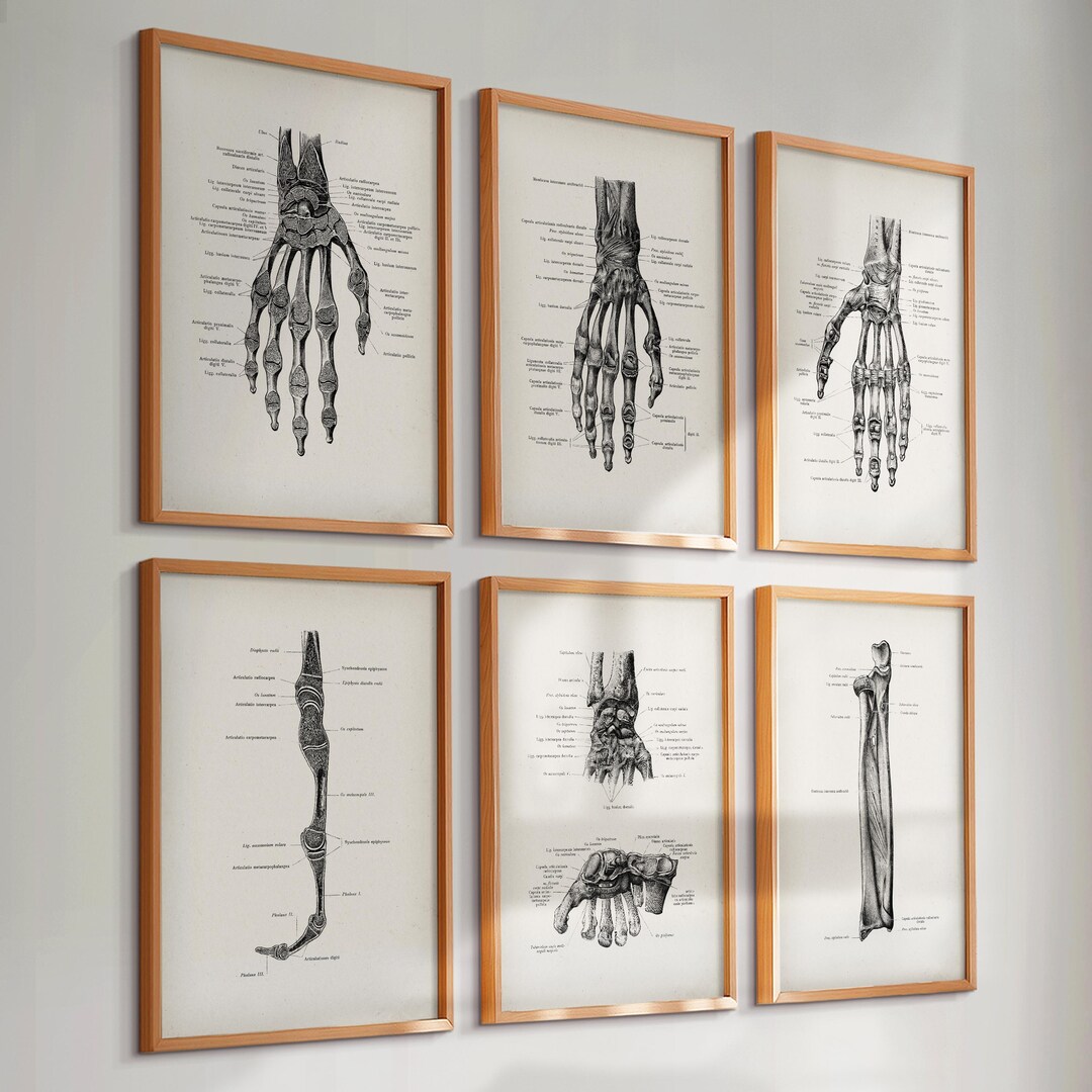 Set 6 Vintage Hand Anatomy Posters Wrist Print Palm Bones Diagram ...