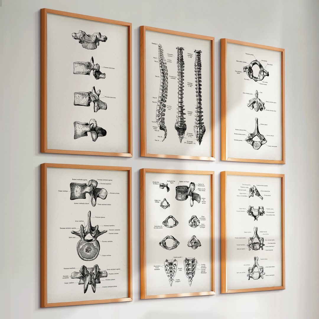 Set 6 Vintage Spine Vertebral Column Anatomy Posters Vertebrae Spinal ...