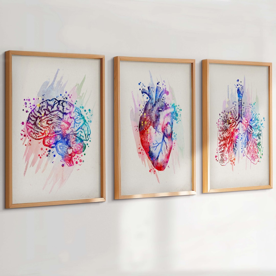 Set 3 Watercolor Anatomy Art Brain Poster Anatomical Heart Print Human ...