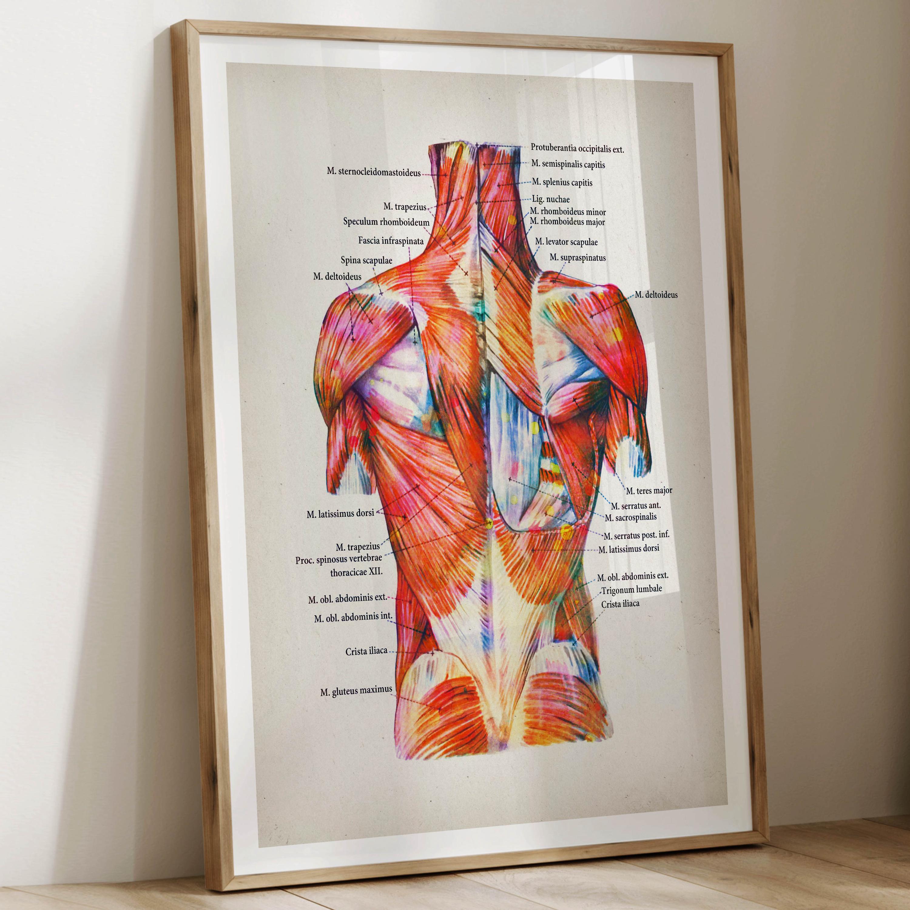 10 Watercolor Muscle Anatomy Posters Medical Artwork Labeled Muscles ...