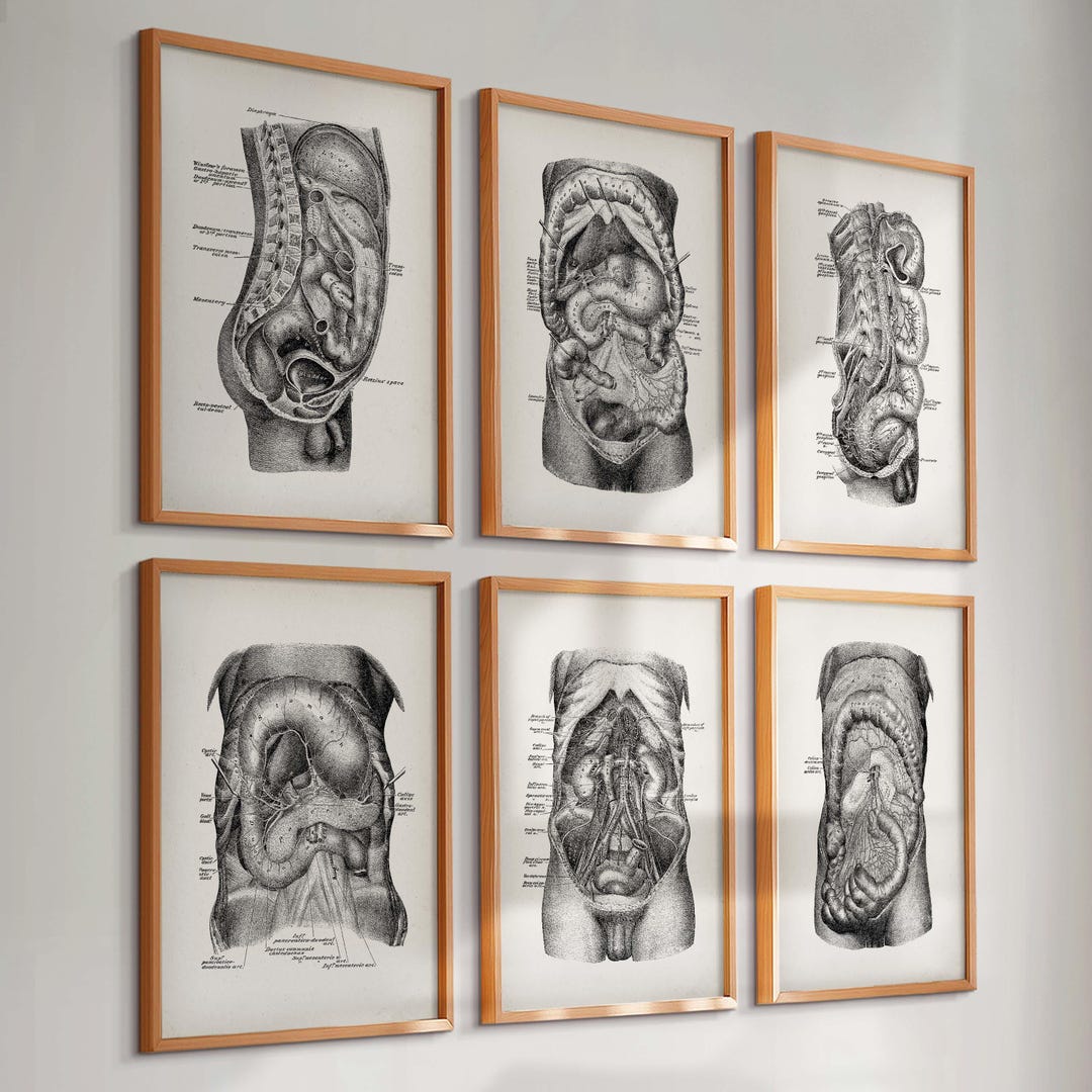 Vintage Abdominal Cavity Anatomy Poster Set 6 Internal Organs Diagram ...