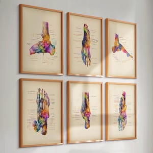 6 Vintage Foot Anatomy Posters Podology Art Foot Bones Ligaments Chart ...