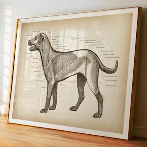 4 Vintage Dog Anatomy Posters, Canine Physiology, Biology Print, Animal ...