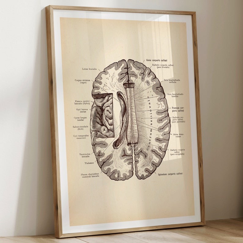 10 Vintage Brain Anatomy Prints, Neurology Poster, Neuroscience Art ...