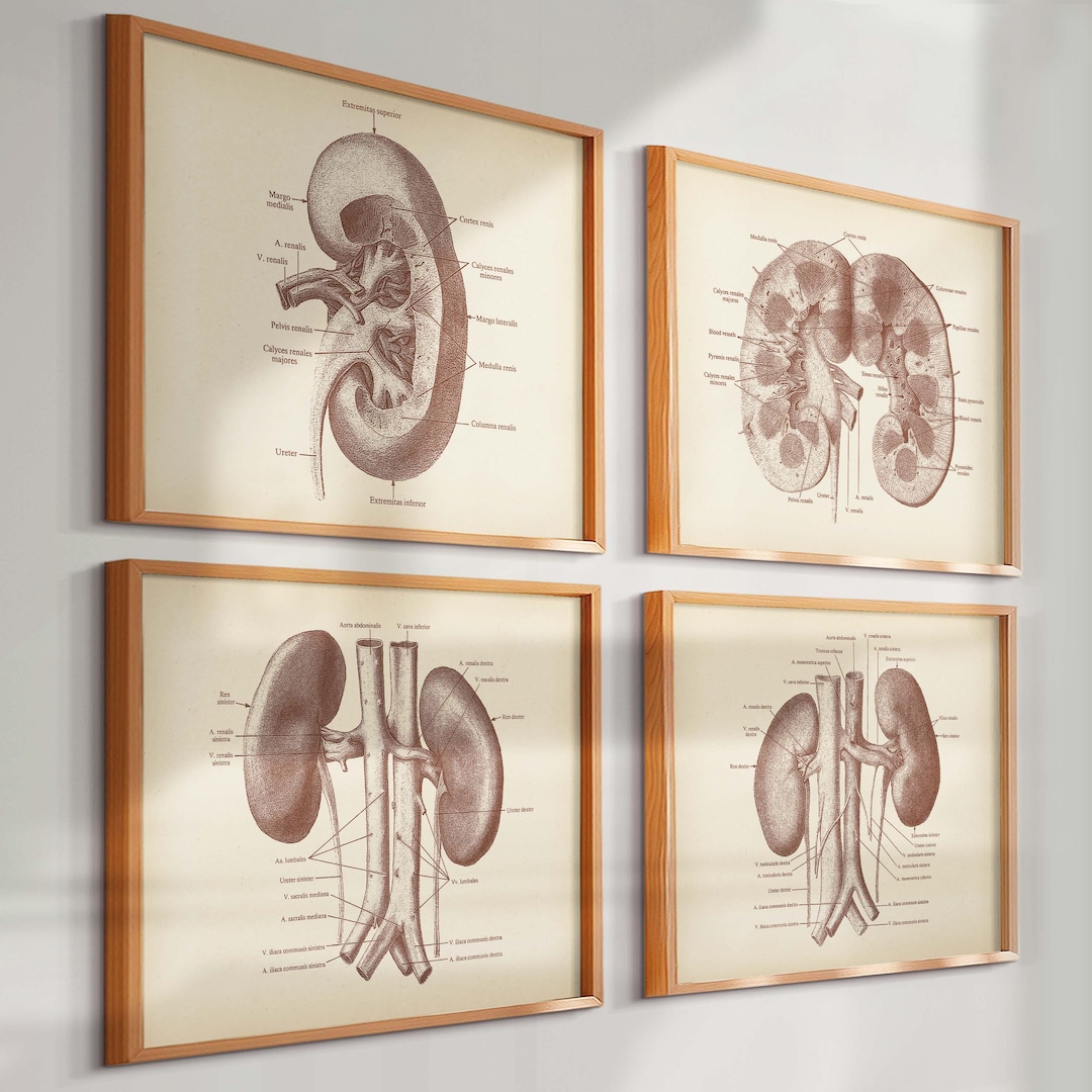 4 Vintage Kidney Anatomy Posters | Medical Wall Art | Retro Anatomy ...