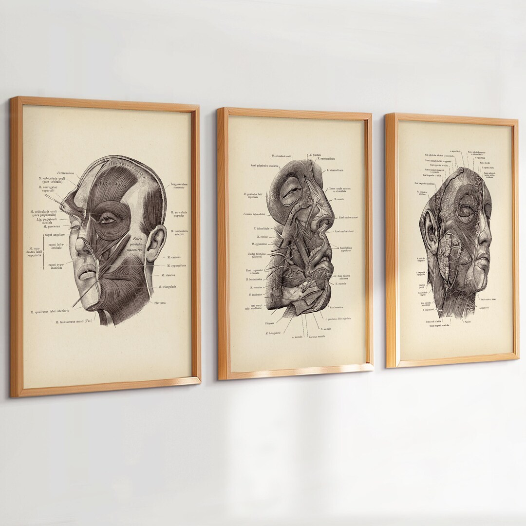 3 Vintage Face Anatomy Art Head Anatomy Facial Therapy Facial Surgery ...