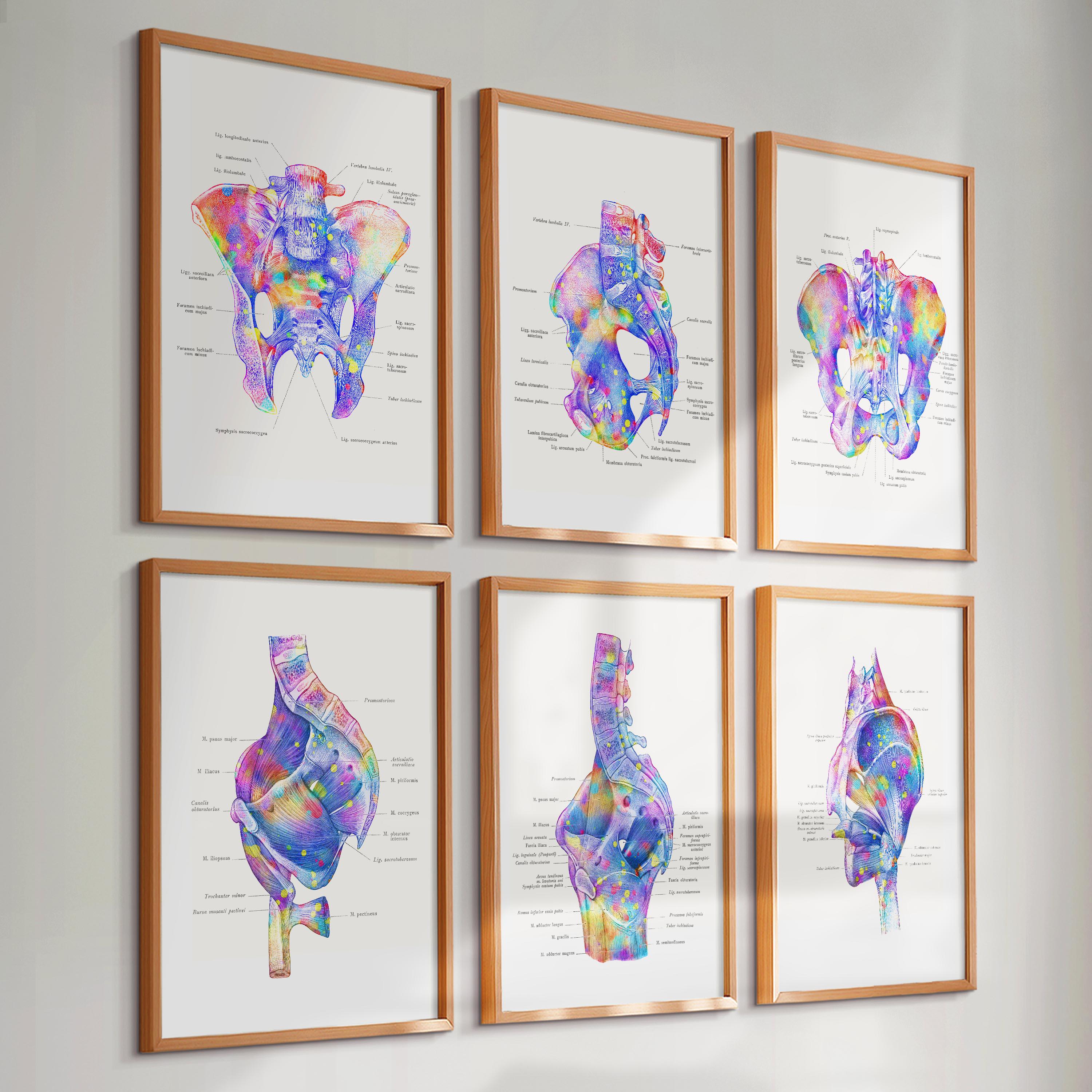 Set 6 Watecolor Pelvis Anatomy Posters Pelvic Floor Diagram Medical Art ...