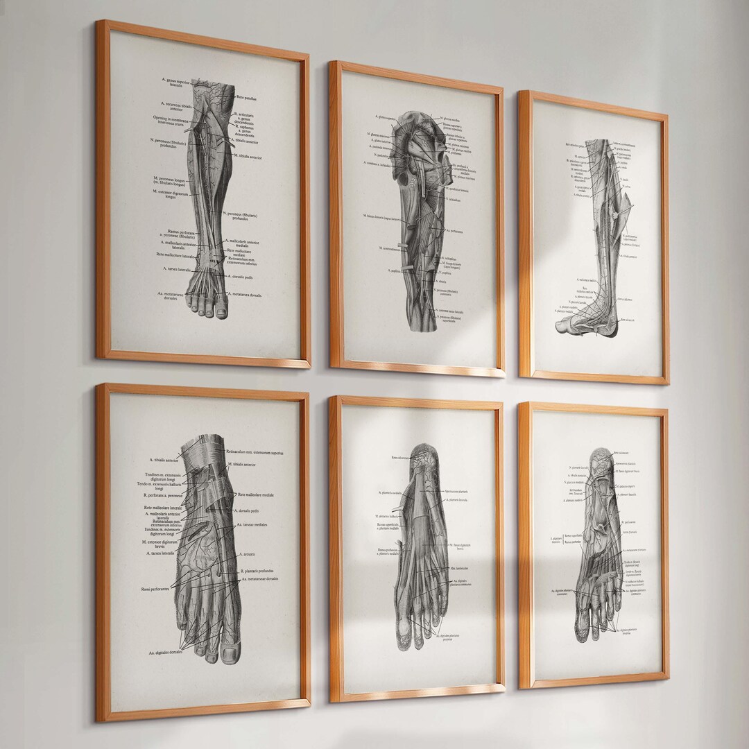 Set 6 Leg Anatomy Posters Foot Diagram Vintage Medical Art Orthopedic ...
