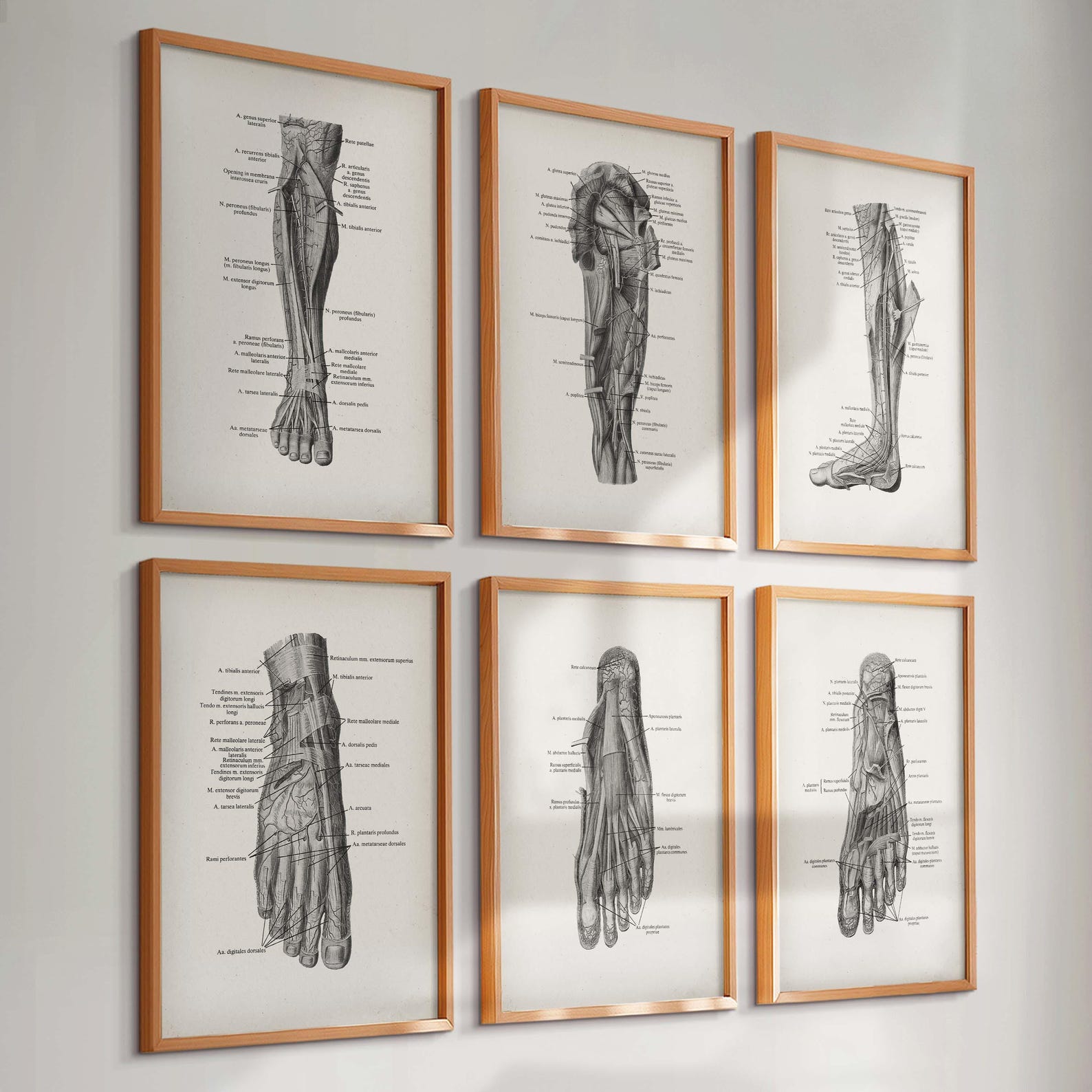 Set 6 Vintage Leg Anatomy Posters Foot Diagram Medical Art Orthopedic ...
