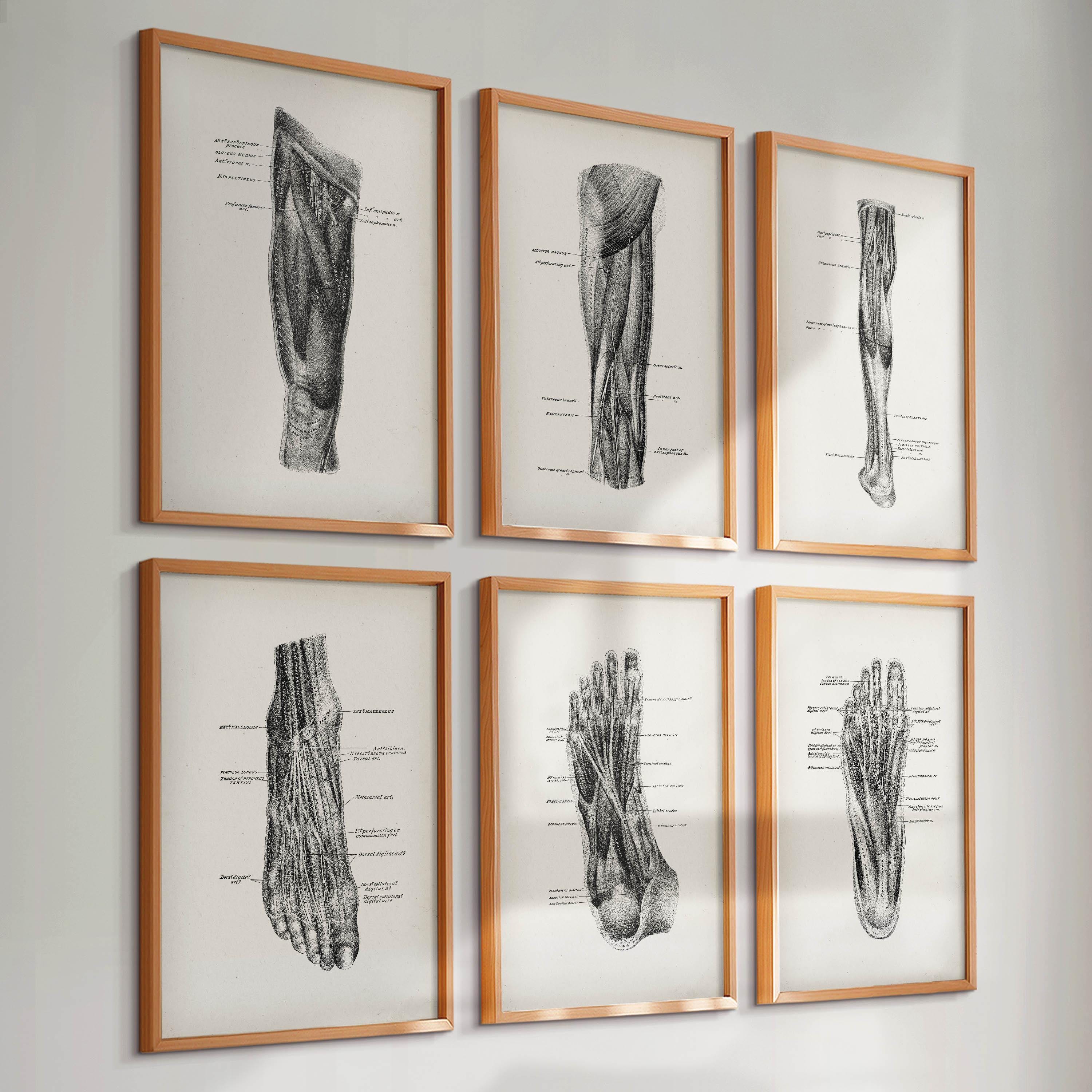 6 Vintage Foot Anatomy Posters Leg Muscles Diagram Medical Art Muscular ...