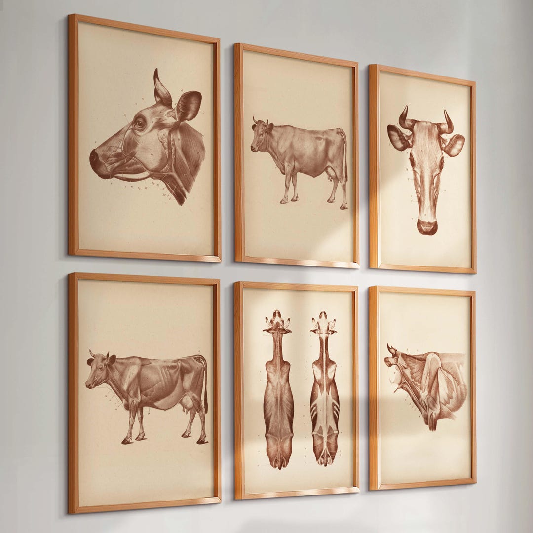 6 Vintage Cow Anatomy Posters Bovine Physiology Biology Art Veterinary ...